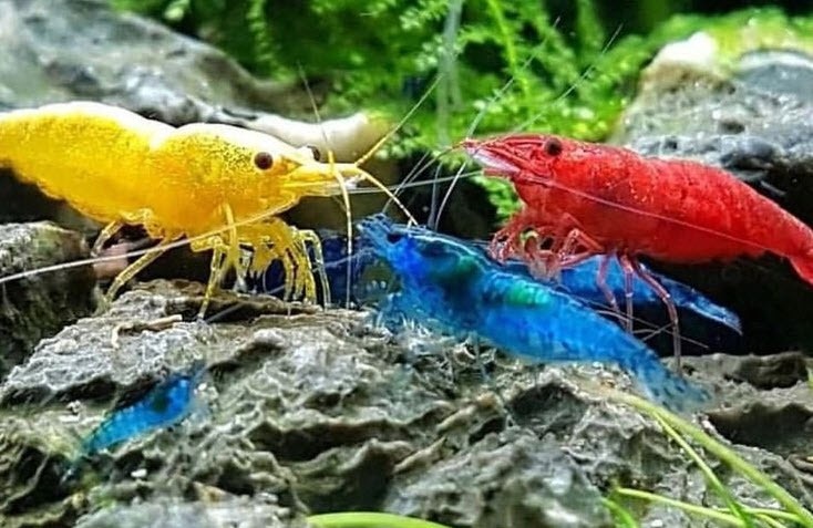 Shrimp Care 101: Species, Tank Setup, and Feeding Tips - Hello BMW